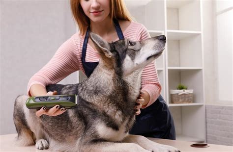 Le Ma Tre De La Coupe De Cheveux De Toilettage Fait Le Chien Gris Sur
