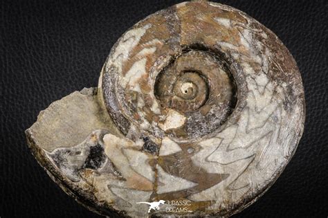 Superb Huge 570 Inch Goniatites Devonian Cephalopod Jurassic