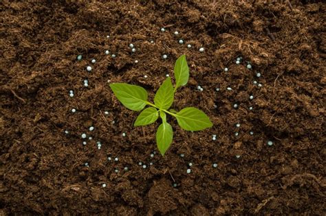 Fertilizante verde ou orgânico o que é Orizon