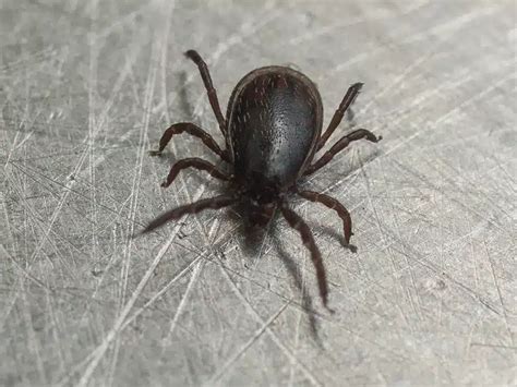 Grey Tick Identification And Treatment