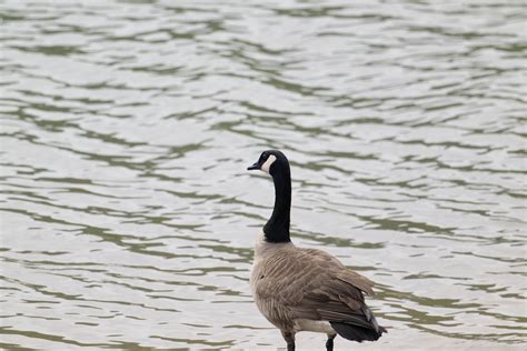 Ebird Checklist 12 May 2024 Bald Eagle Sp 19 Species