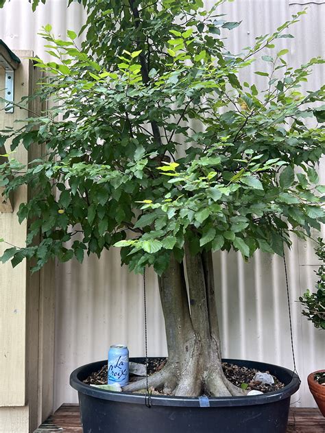 2024 Gnobs Auction Trees The Greater New Orleans Bonsai Society