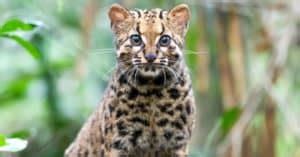 The 10 Smallest Wild Cats And Where You Can Find Them Around The World