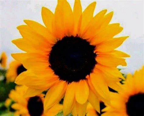 Sunflower Seeds Furniture And Home Living Gardening Plants And Seeds On