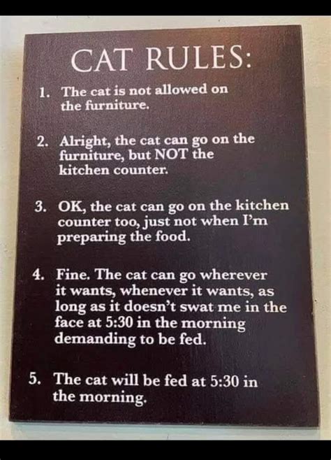 Cat Rules Album On Imgur