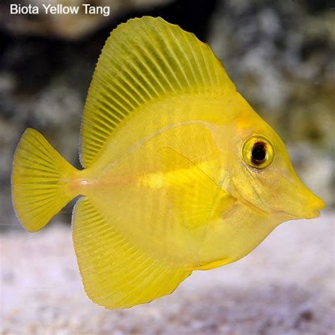 Trop Aquarium 🌊 New Saltwater Arrival From Biota Marine Facebook