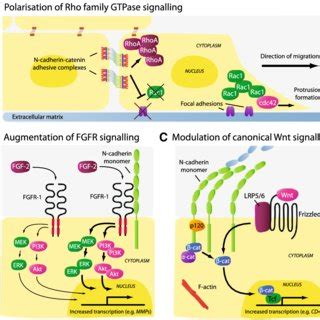 Schematic Representation Of Cell Signalling Events Modulated By Download Scientific Diagram