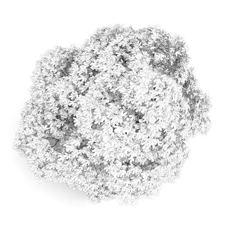 Chestnut 7m 3d Model 22 C4d Fbx Unknown Max Obj Free3d