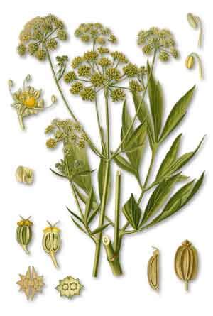 Любисток лекарственный — Levisticum officinale Koch.