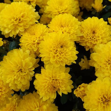 Хризантема мультифлора шаровидная 109 фото НА ДАЧЕ ФОТО