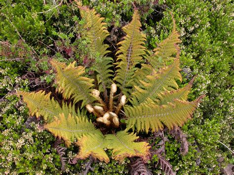 Polystichum Speciosissimum Dryopteridaceae Image At Plantsystematics Org