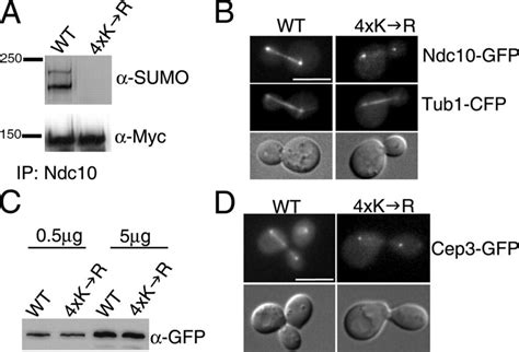 Loss Of Ndc Spindle Localization A Combining Mutations That