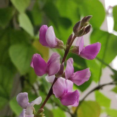 Guoguang Wu Guoguang Wu Twitter