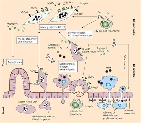 Use Of Hiv Protease Inhibitors To Block Kaposis Sarcoma And Tumour