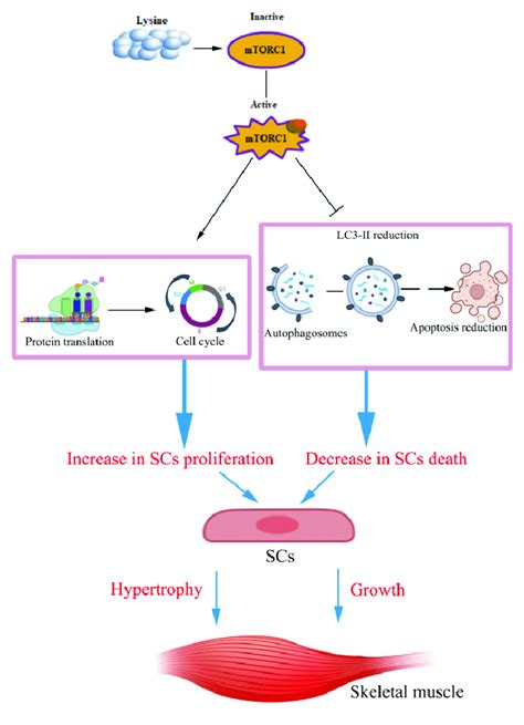 Proposed Model Of Lys On Proliferation Apoptosis And Autophagy In