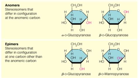 Biochem Quiz 2 Flashcards Quizlet