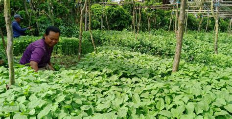 Tips Cara Menanam Bayam Di Tanah Mudah Agar Tumbuh Subur