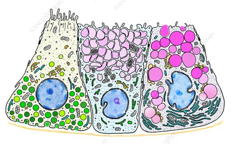 Glandular Epithelium Illustration Stock Image C062 1248 Science Photo Library