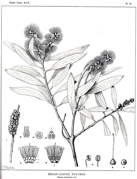 Melaleuca Leucadendra00 Traditional Visual Art Under Public Domain License