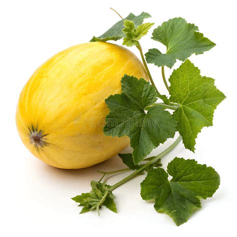 Yellow Melon With Green Leaves Isolated On White Background Stock