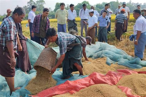 ချောင်းဆုံမြို့နယ်တွင် နွေးစပါးစံပြကွက် ရိတ်သိမ်းခြင်းနှင့် စိုက်ပ