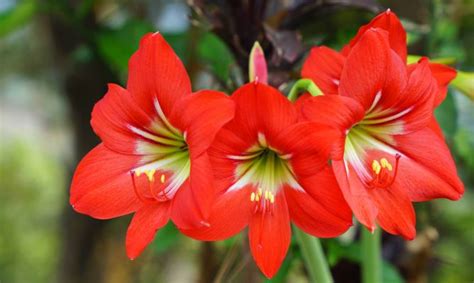 Amarilis características y cuidados Jardinatis