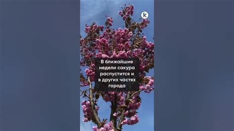 На набережной у Музея Мирового океана в Калининграде зацвели сакуры