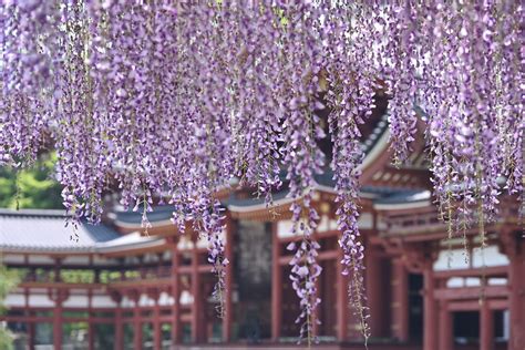 平等院にて 美景礼賛
