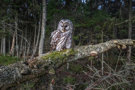 Oiseau De Proie Direction Générale Photo gratuite sur Pixabay Pixabay