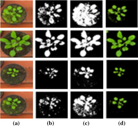 Plant Region Segmentation Of Individual Plant Images Using Various Download Scientific Diagram