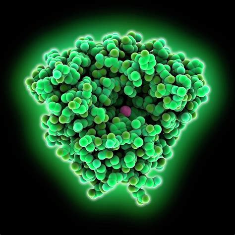 Phenylalanine Hydroxylase