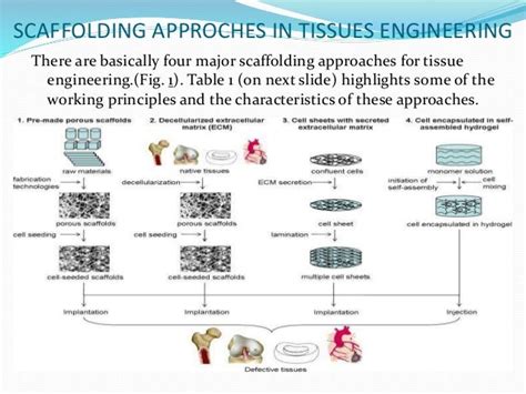 Tissue Development With Tissue Engineering Approach