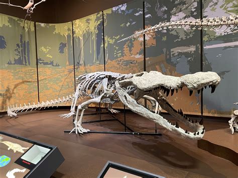 Deinosuchus Skull Replica