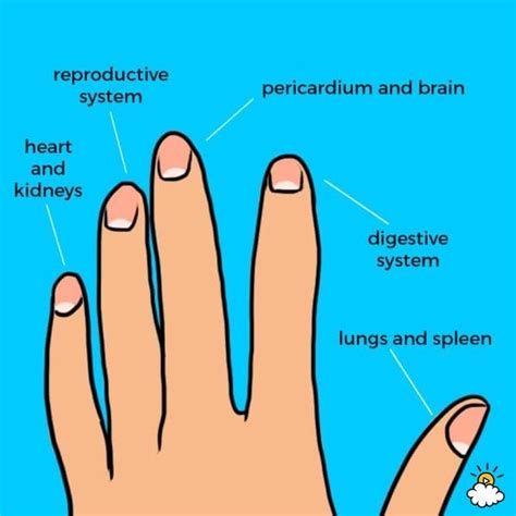 What Do Your Fingernail Moons Look Like The Answer Reveals Everything
