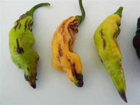 Pink Tiger Chilli Seeds Pink Tiger Pepper Seeds Red Dragon Seeds