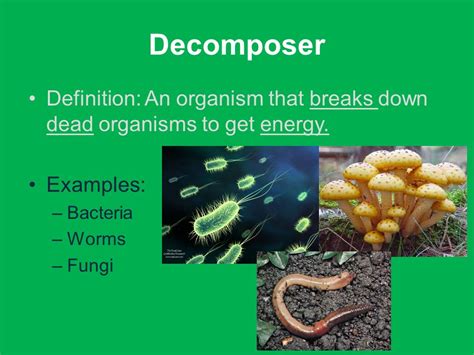 Decomposer Definition