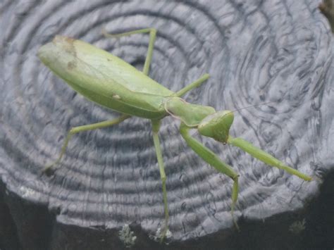 ハラビロカマキリ 京都市桂坂 動物図鑑