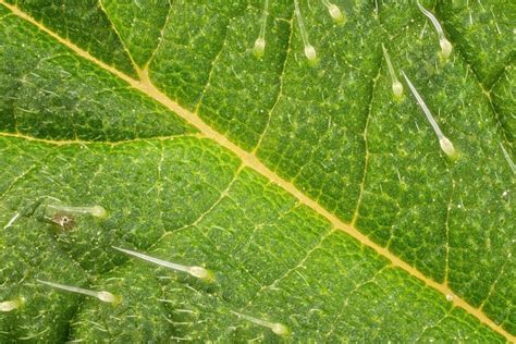 Premium Photo Stinging Nettle Urtica Dioica Leaf Microscope Detail