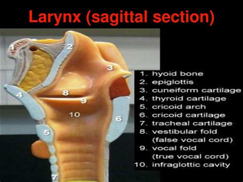 Infraglottic Cavity
