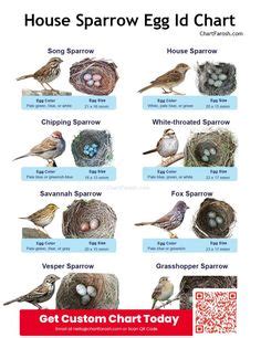 Bird Nest Identification Chart Spot And Identify Bird Nests Easily