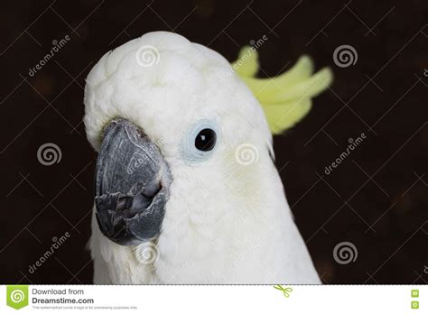 Sulphur Crested Cockatoo Cacatua Galerita Stock Image Image Of Side
