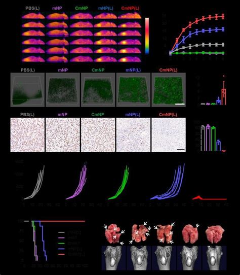 In Vivo Simultaneous Pdtptt Therapy A Representative Nir Thermal