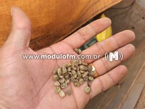 Pm De Serra Do Salitre Intercepta E Recupera Carga Café Furtado Em