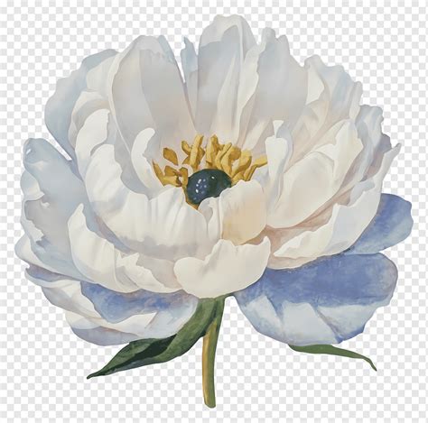 Flor De Peônia Branca Png Pngwing