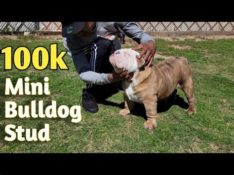 How To Make A Merle English Bulldog