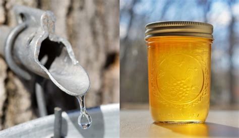 How To Make Maple Syrup From Collecting Sap To Turning It Into Maple Syrup