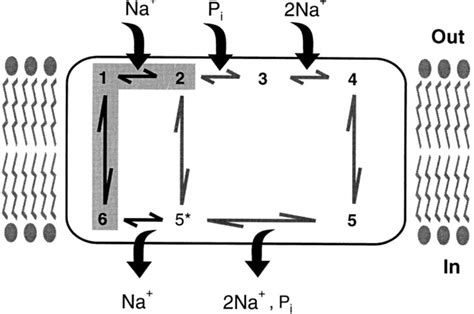 A State Diagram Representation Of An Ordered Binding Model For Napi 2