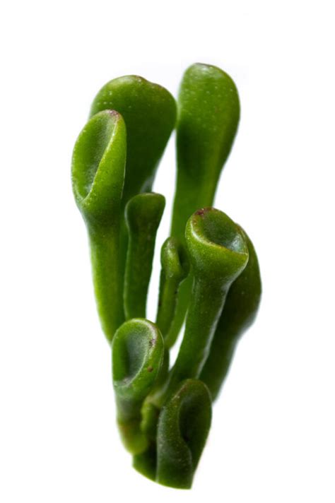 Crassula Ovata Shrek