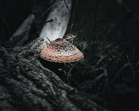 A Tree Nature Wood Free Photo On Pixabay