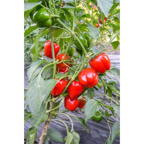 Snackabelle Pepper F1 Hybrid 60 75 Days Pinetree Garden Seeds